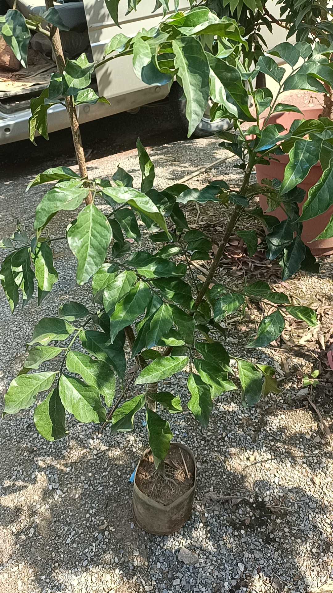 Black King Kong Wampee (黑金刚黄皮) - Exotic Tree Seller