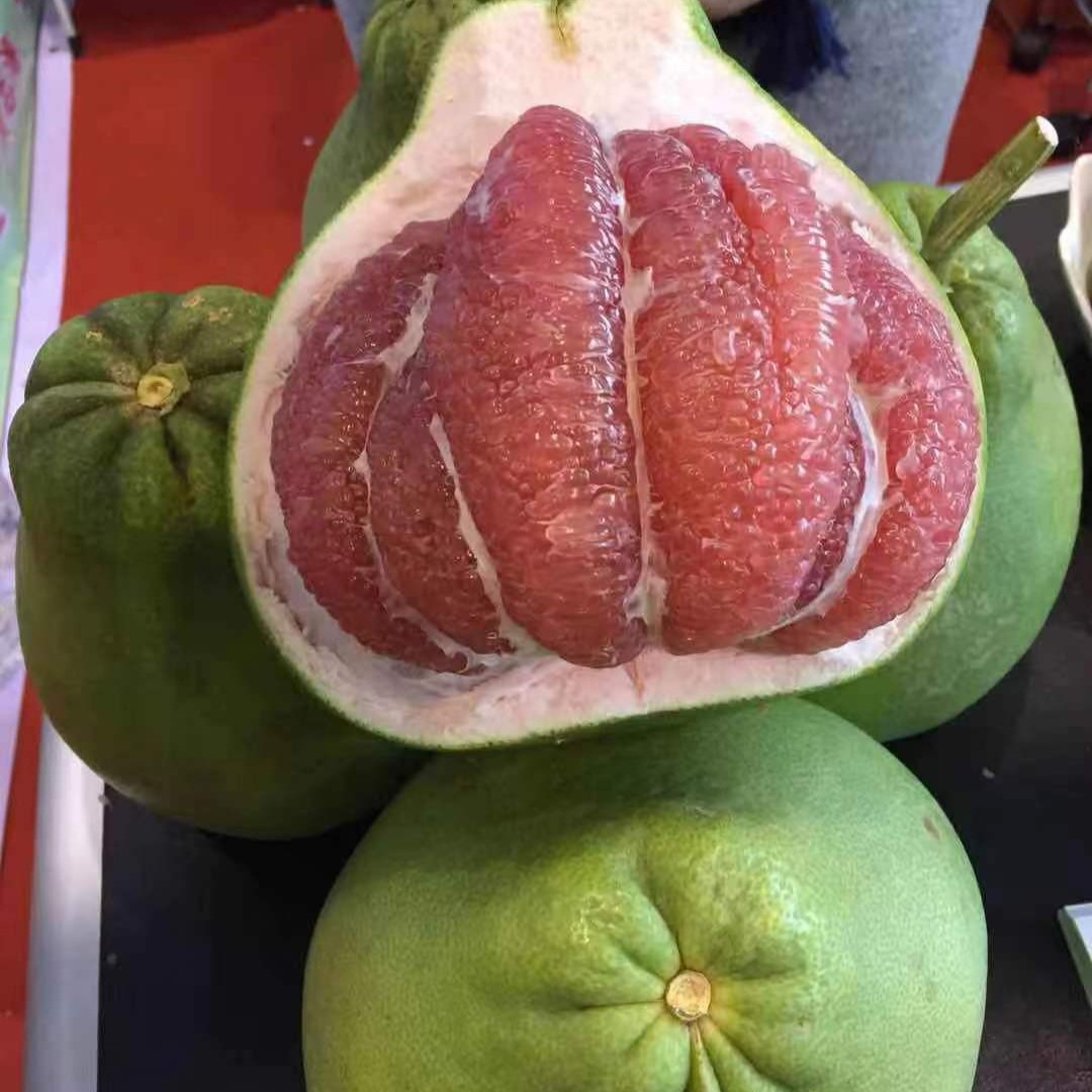Thai Red Ruby Pomelo (泰国红宝石柚) - Exotic Tree Seller