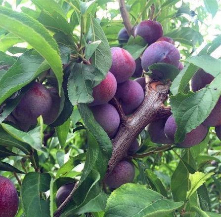 Crisp Red Plum Tree (脆红李) - Exotic Tree Seller