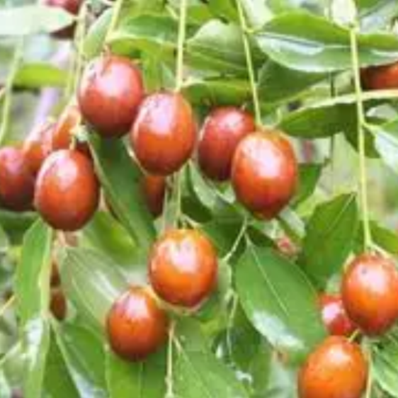 Chicken Heart Jujube Tree (鸡心枣) - Exotic Tree Seller