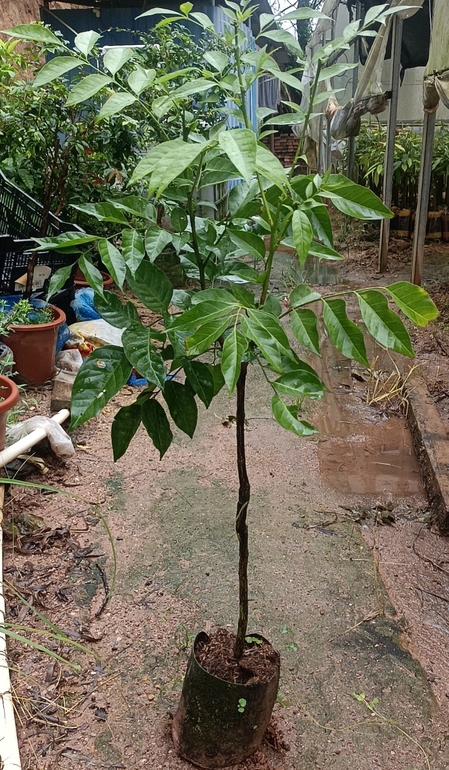 Black King Kong Wampee (黑金刚黄皮) - Exotic Tree Seller