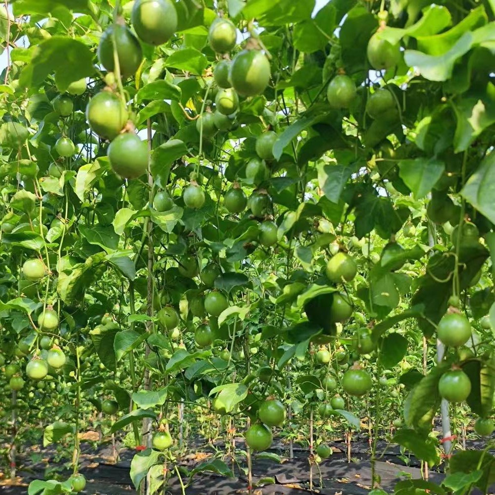 Qinmi No. 9 Passion Fruit Vine (钦蜜9号百香果苗) - Exotic Tree Seller
