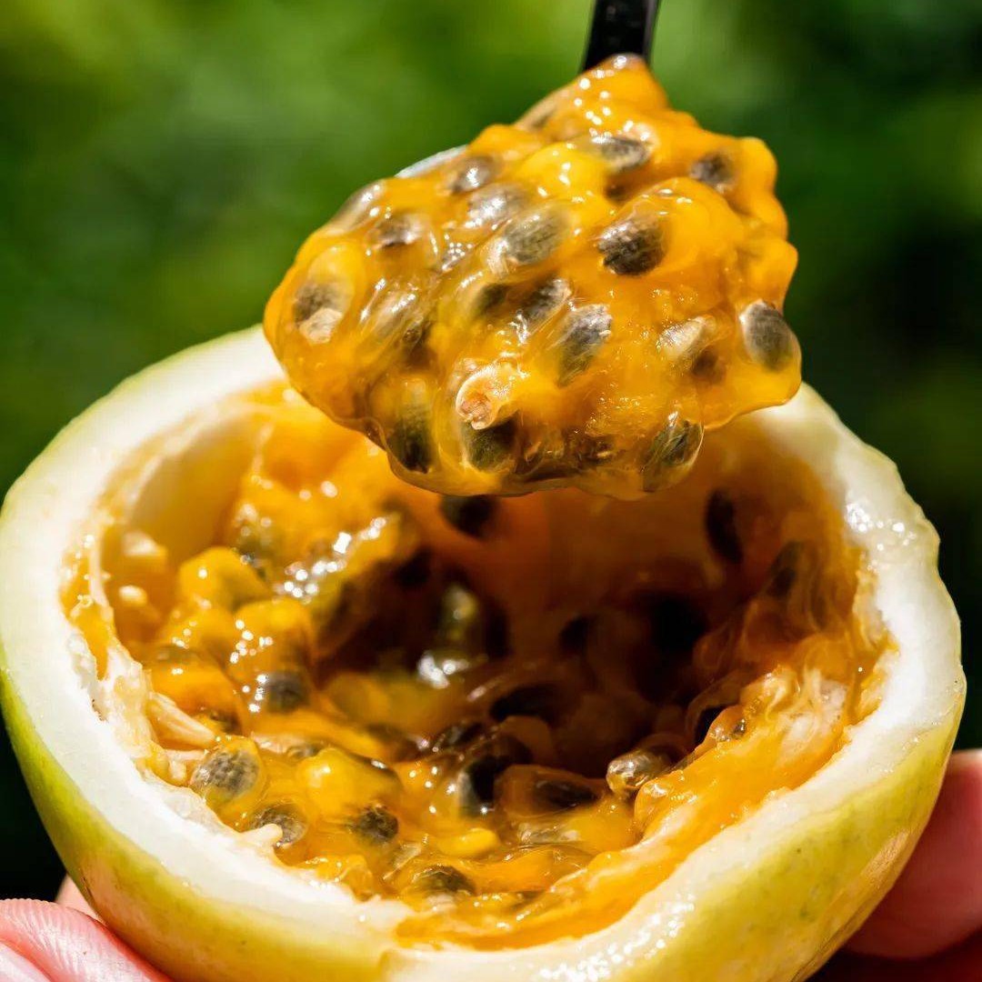 Qinmi No. 9 Passion Fruit Vine (钦蜜9号百香果苗) - Exotic Tree Seller