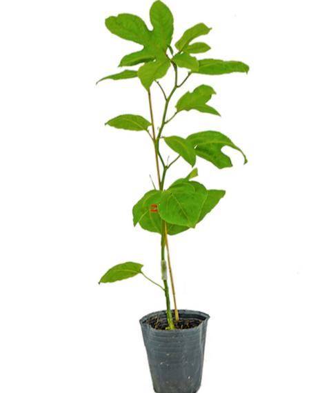 Qinmi No. 9 Passion Fruit Vine (钦蜜9号百香果苗) - Exotic Tree Seller