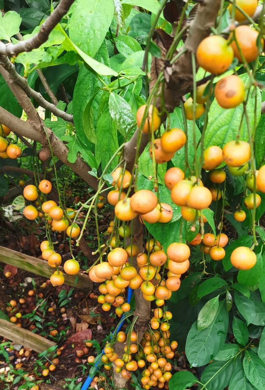Baccaurea Ramiflora (木奶果 三丫果) - Exotic Tree Seller