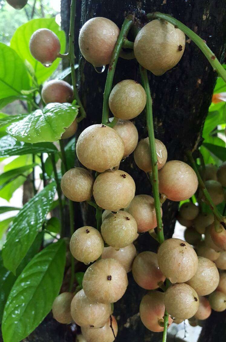 Baccaurea Ramiflora (木奶果 三丫果) - Exotic Tree Seller