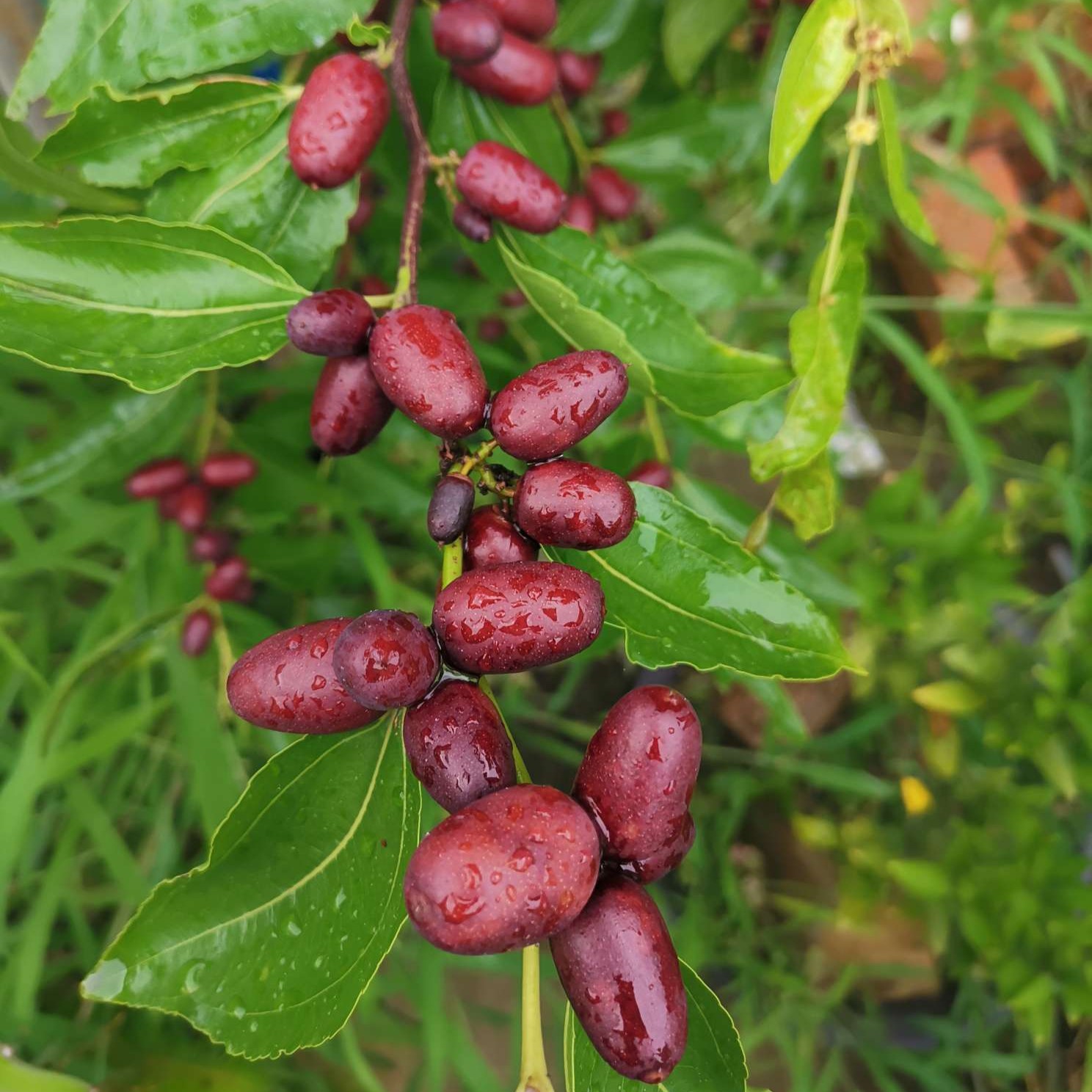 Taili Red Jujube (胎里红枣) - Exotic Tree Seller