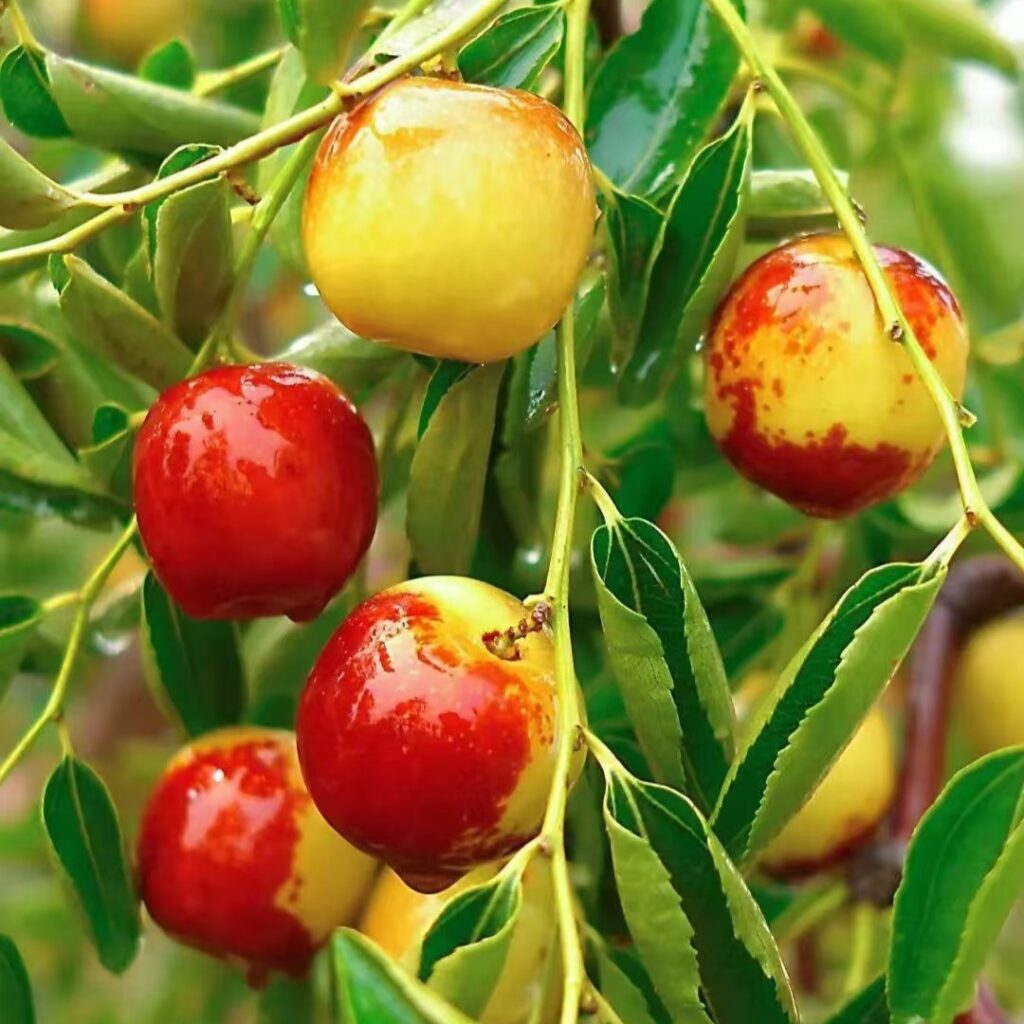 Golden Jujube (黄金枣) - Exotic Tree Seller