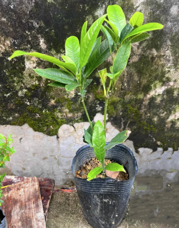 Magnolia coco (Lour.) DC. (夜香木兰) - Exotic Tree Seller
