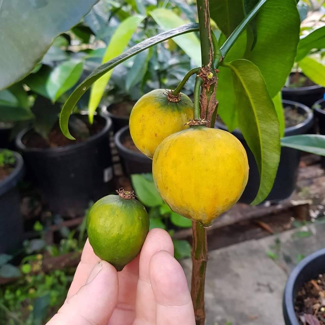 All-Female Flower Mexico Garcinia (Mangosteen) (墨西哥全母花山竹) - Exotic Tree ...