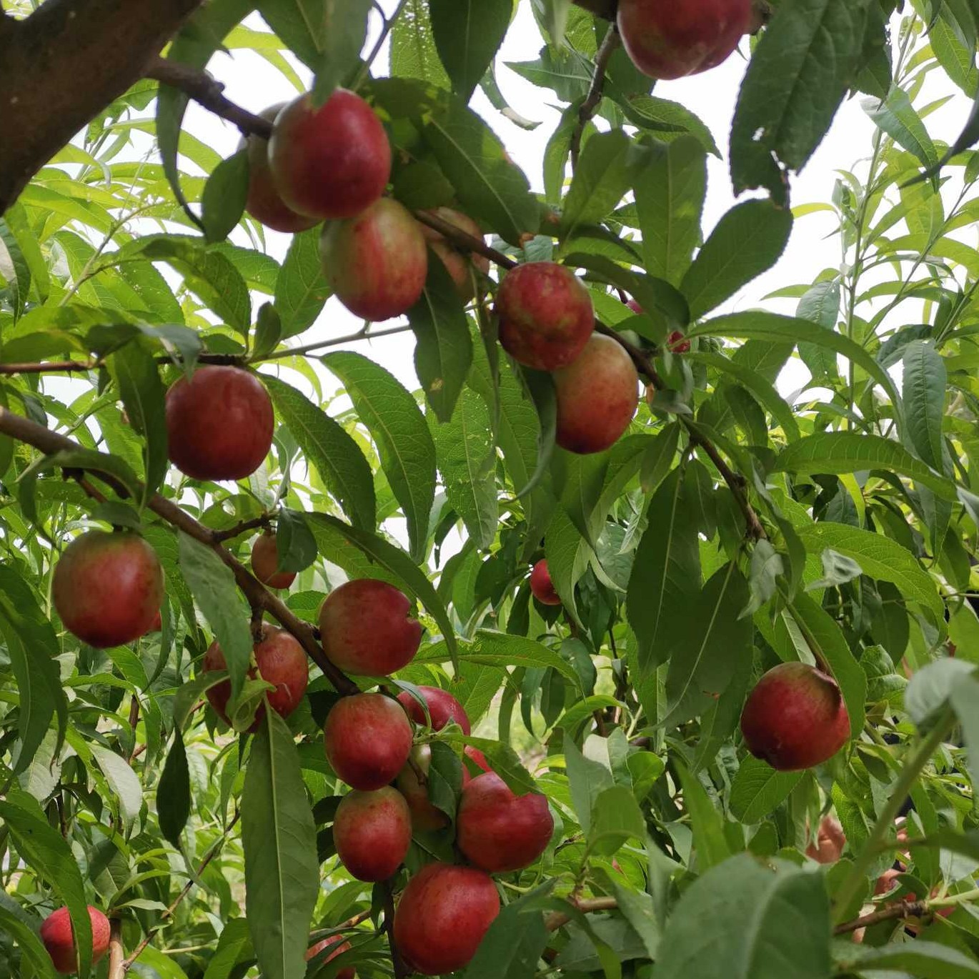 Zhongyou Zhuyu Nectarine Tree (中油珠玉油桃) - Exotic Tree Seller