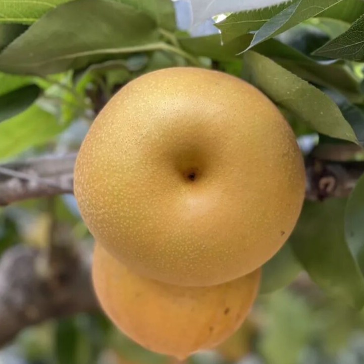 Zhenxuan No. 3 Asian Pear Tree (镇选3号梨) - Exotic Tree Seller