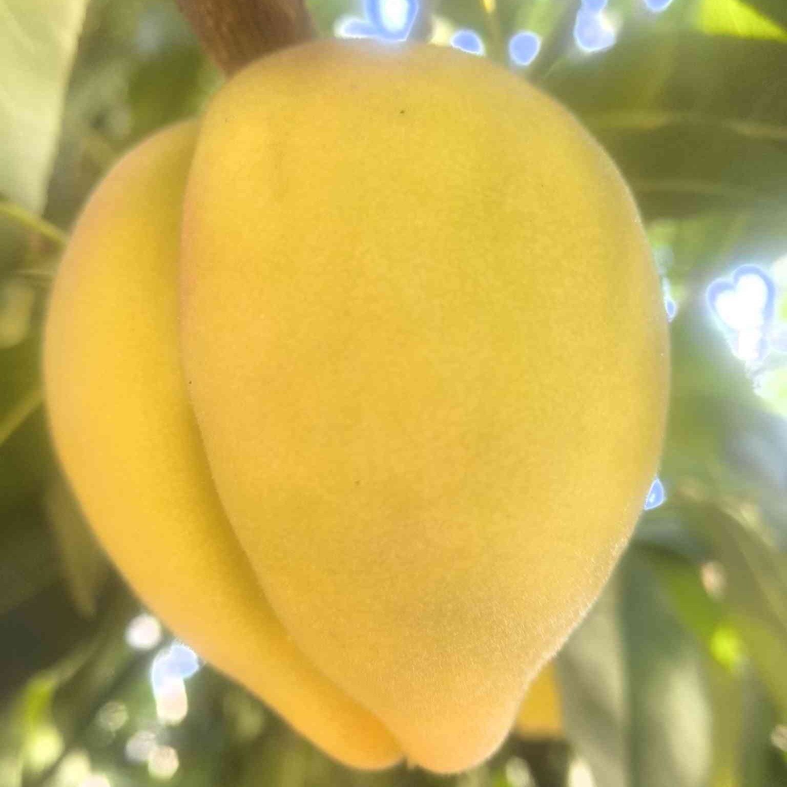 2 in 1 Peach Tree (Jinxiu and Huang Guifei Yellow Peach) - Exotic Tree ...