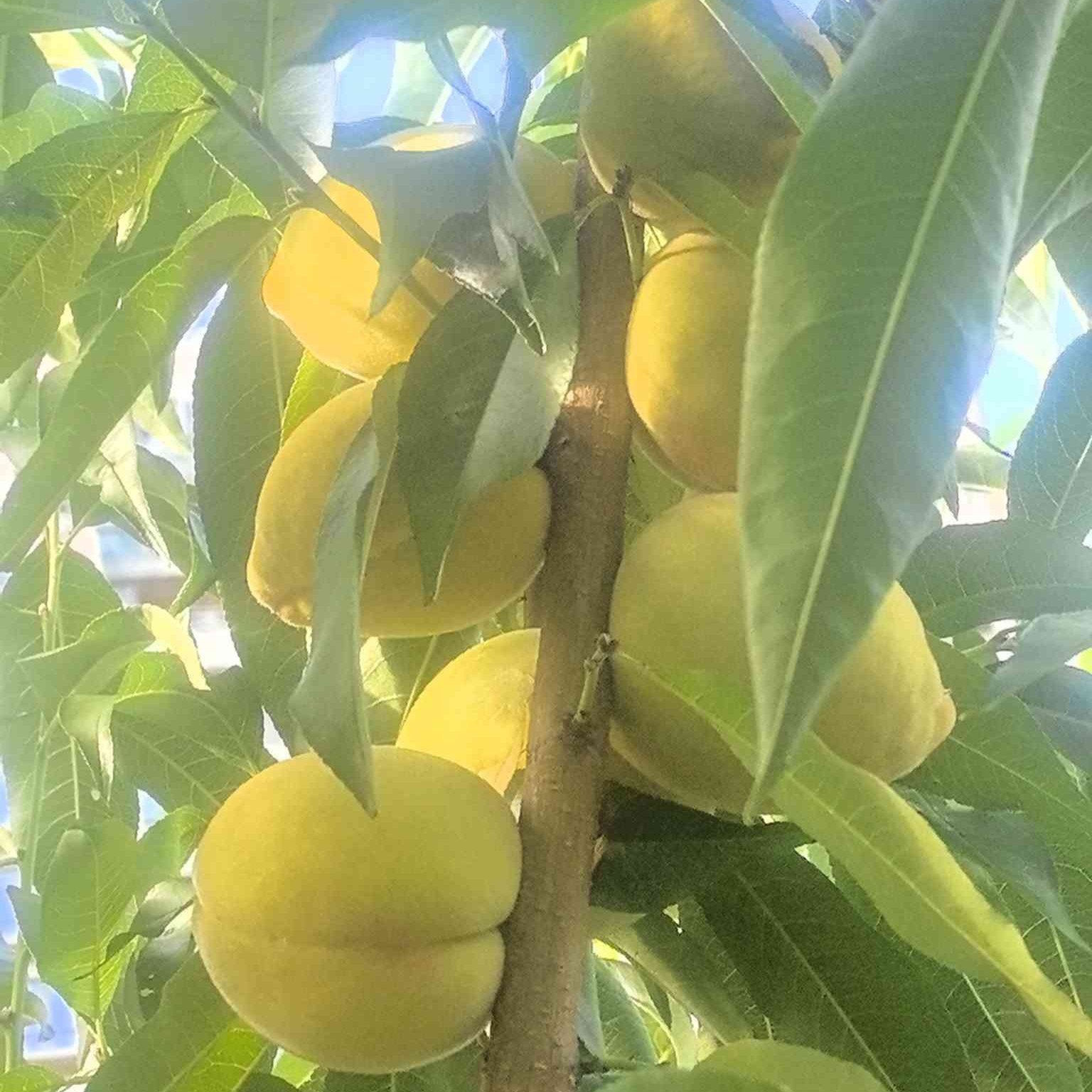 2 in 1 Peach Tree (Jinxiu and Huang Guifei Yellow Peach) - Exotic Tree ...