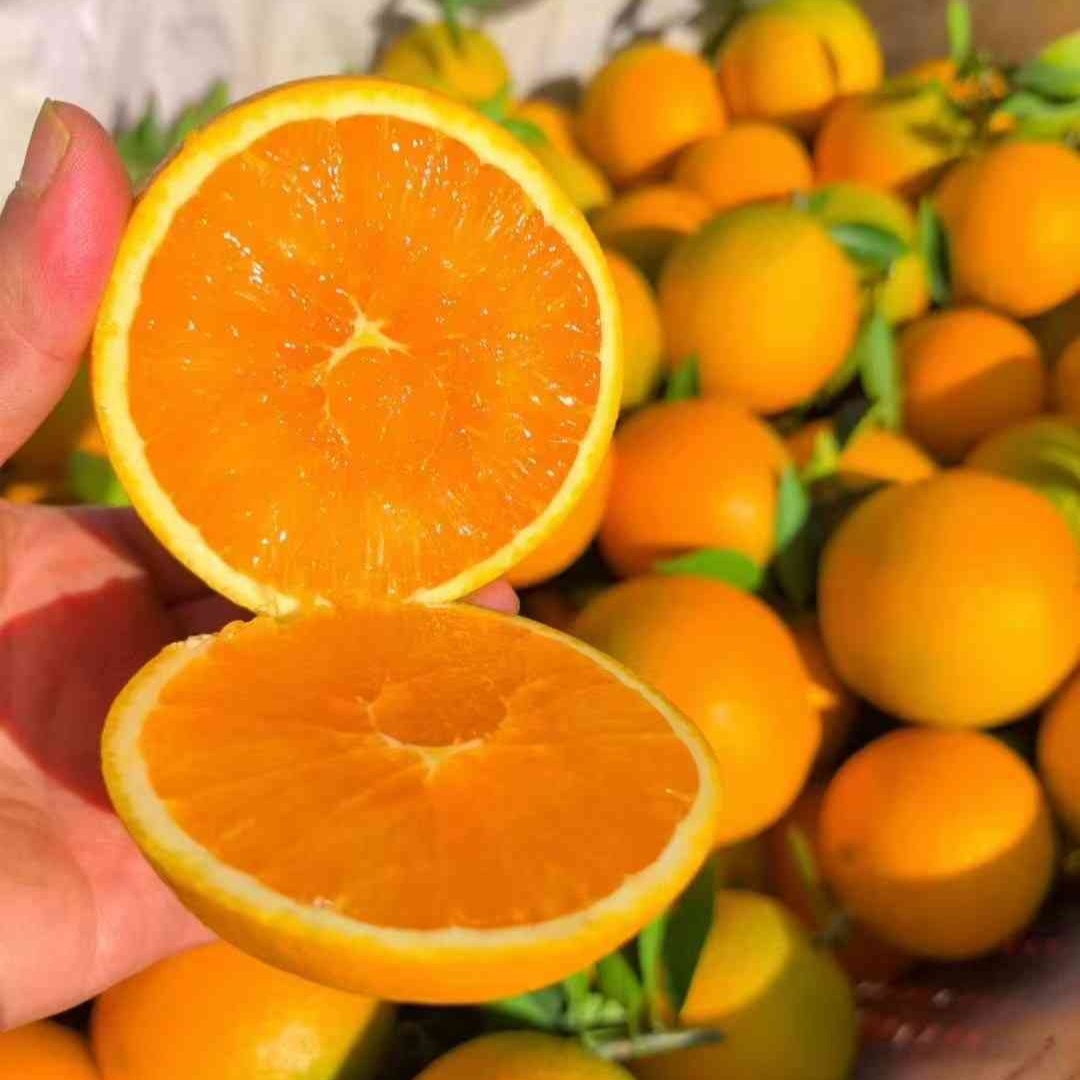 September Red Navel Orange Tree (九月红脐橙) - Exotic Tree Seller