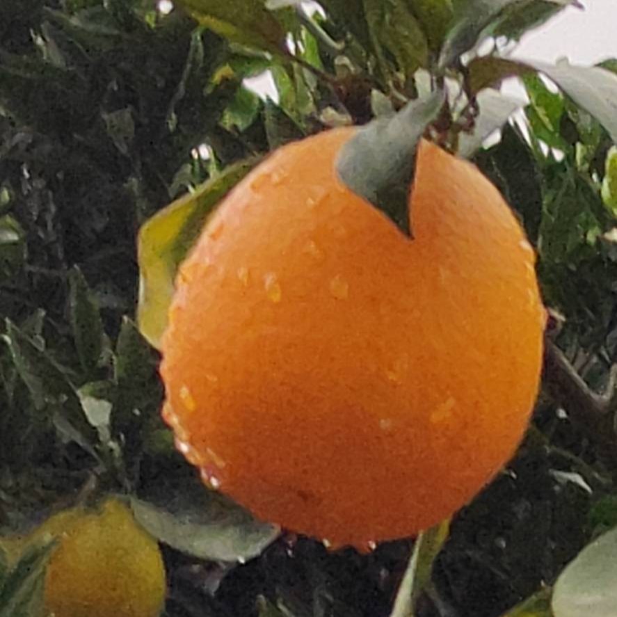 September Red Navel Orange Tree (九月红脐橙) - Exotic Tree Seller