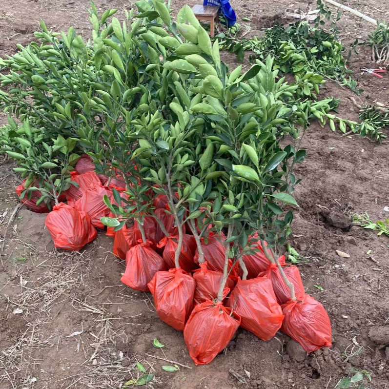 September Red Navel Orange Tree (九月红脐橙) - Exotic Tree Seller