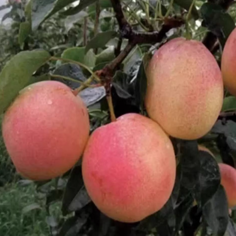 Anning Red Pear Tree (安宁红梨) - Exotic Tree Seller