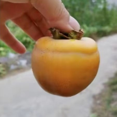 Fuping Millstone Persimmon (富平尖磨盘柿) - Exotic Tree Seller
