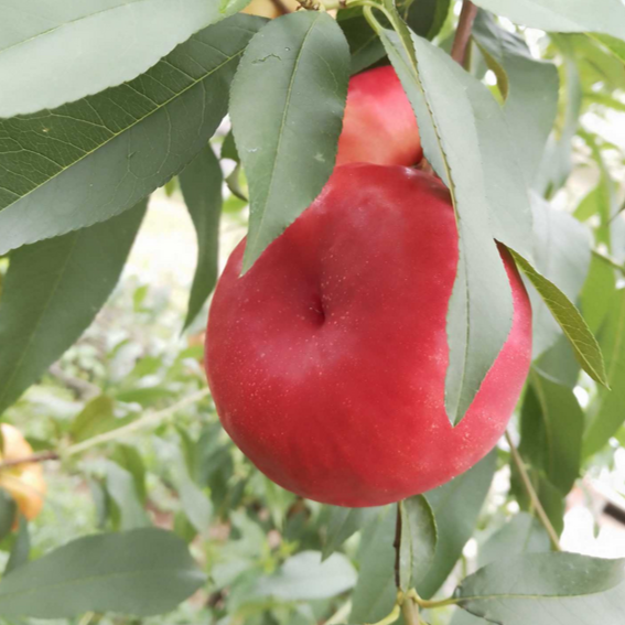 Jin Ping Mei Flat Nectarine Tree (金苹美油蟠桃) - Exotic Tree Seller