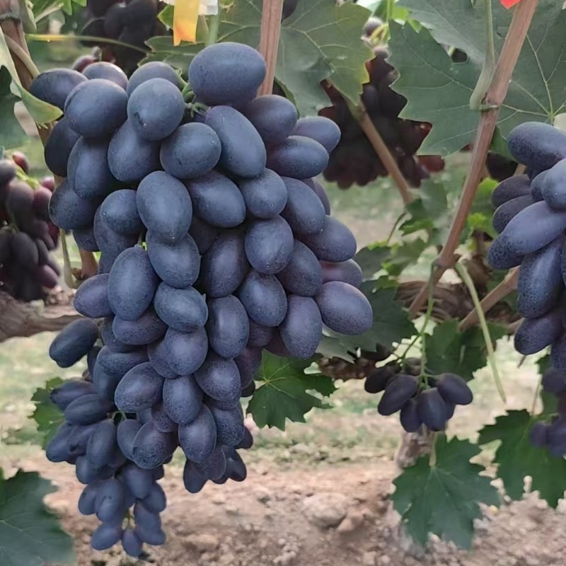 Purple Sweet Seedless A17 Grape Vine (紫甜无核A17葡萄苗) - Exotic Tree Seller