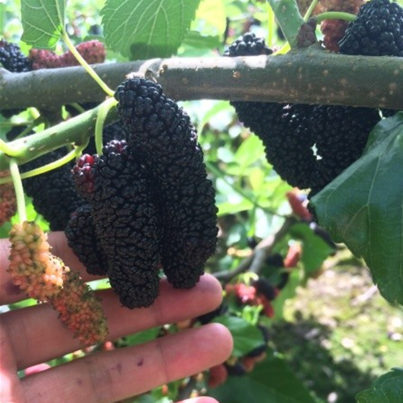 Seedless Dashi Mulberry Tree (无籽大十果桑) - Exotic Tree Seller
