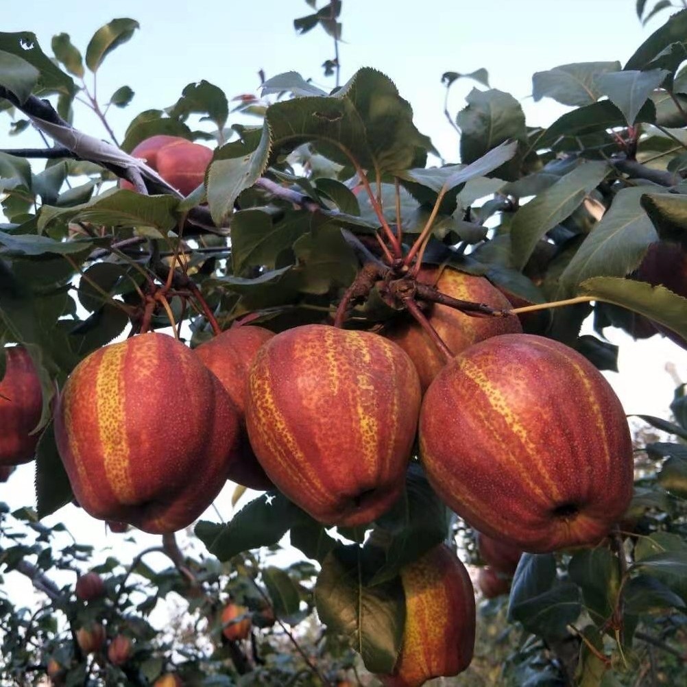 Early Crisp Red Asian Pear Tree (早酥红梨) - Exotic Tree Seller
