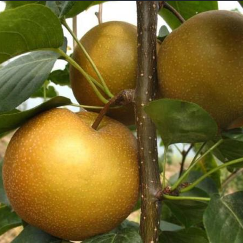Perfume Pear Tree (香水梨) - Exotic Tree Seller